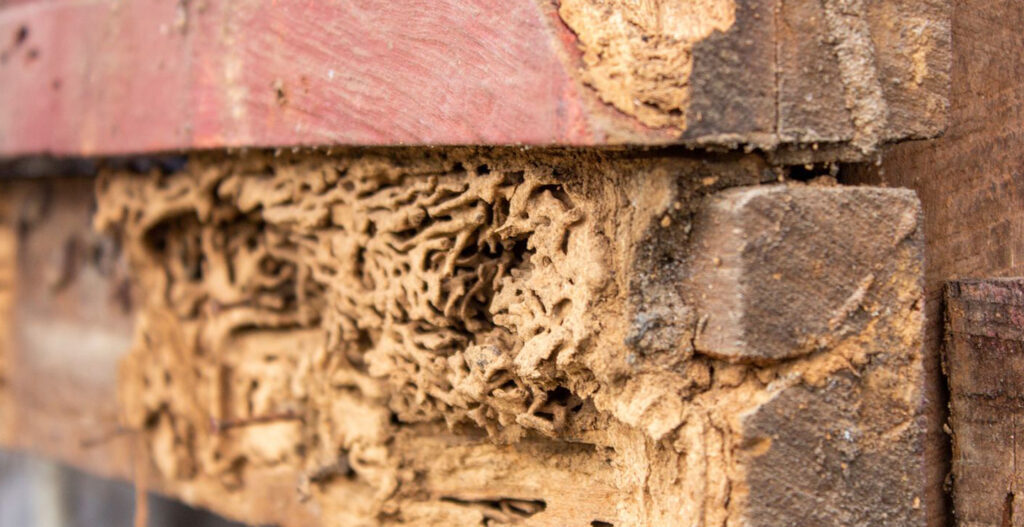 Termite inspections costs – Zero Bugs Termite & Pest Control